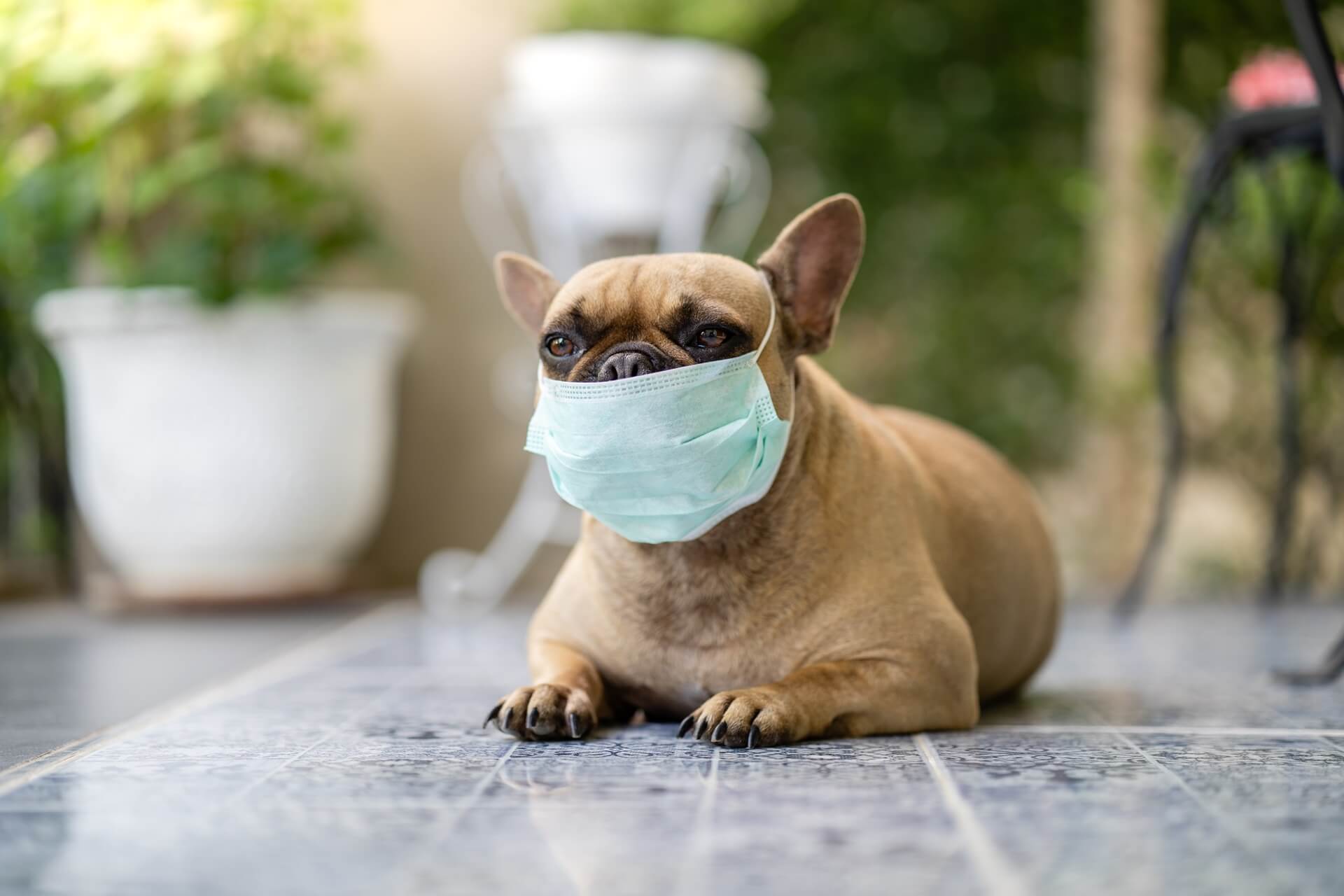 Coronavirus Update | Adobe Animal Hospital Of Soquel