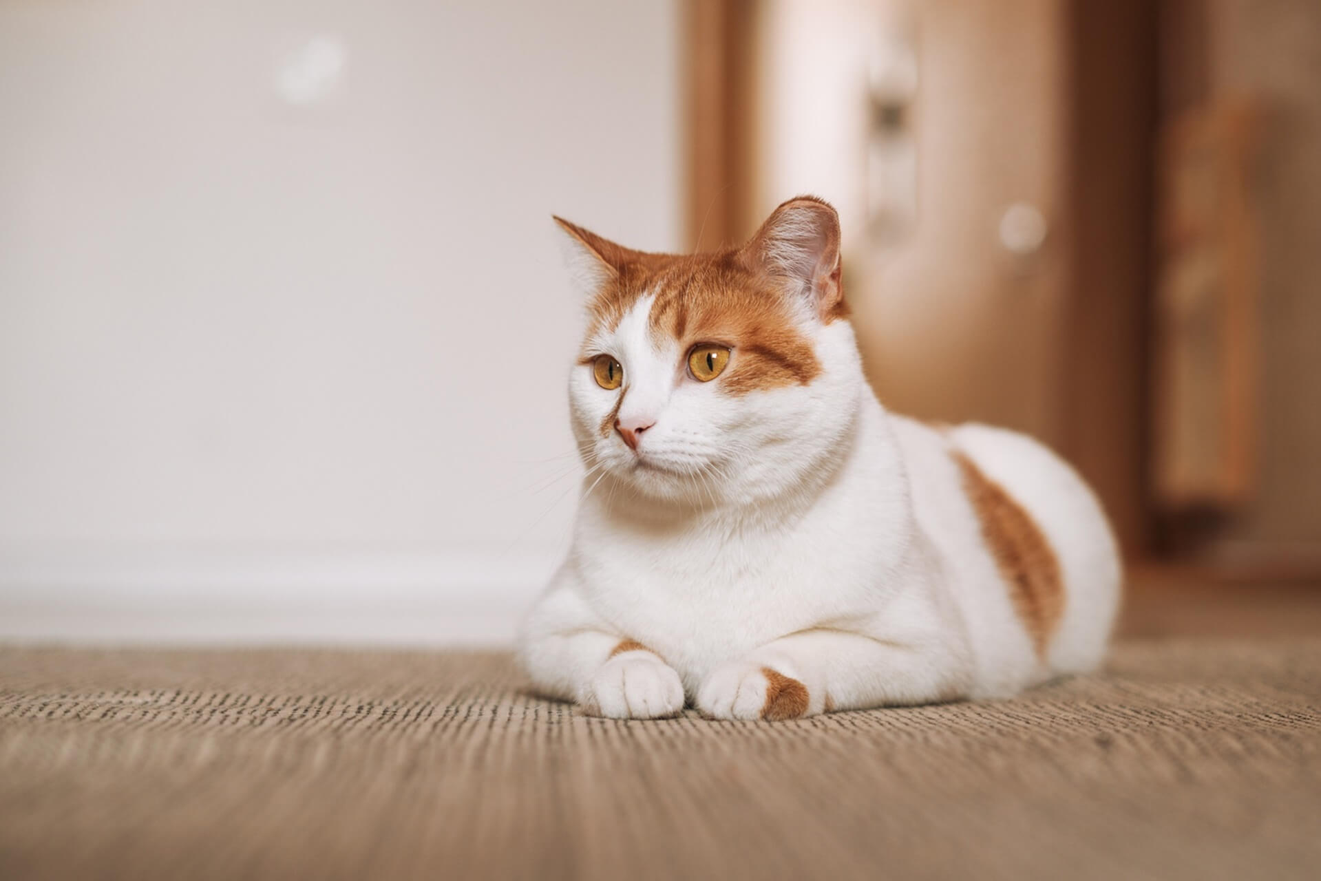 Existing Client Form | Adobe Animal Hospital Of Soquel