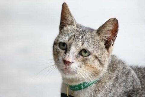 Best Veterinary Hospital In Santa Cruz, CA | Adobe Animal Hospital Of ...