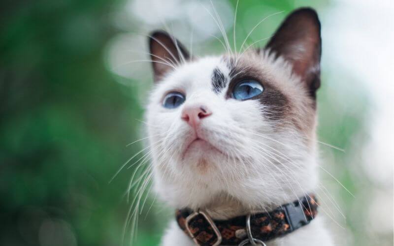 Veterinary Appointment In Santa Cruz, CA | Adobe Animal Hospital Of Soquel