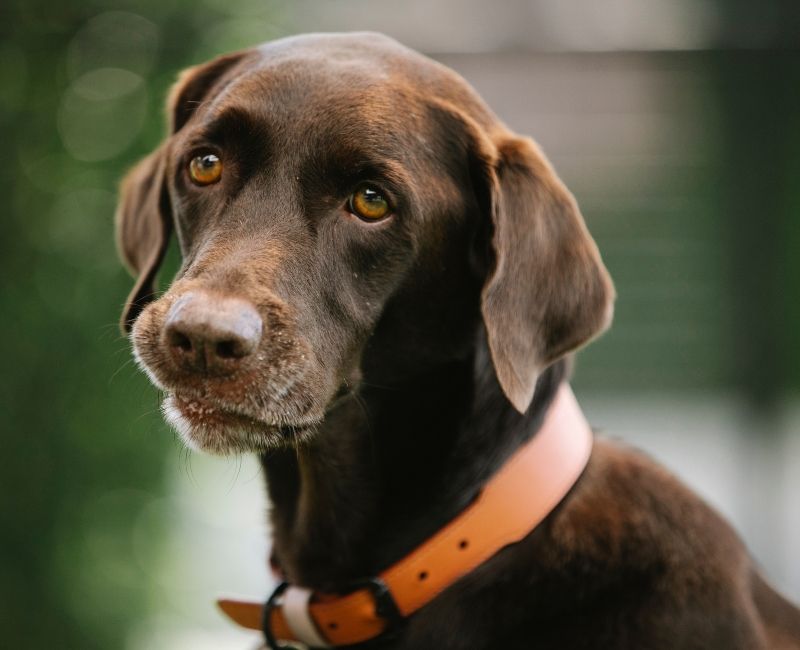 New Client Form | Adobe Animal Hospital Of Soquel