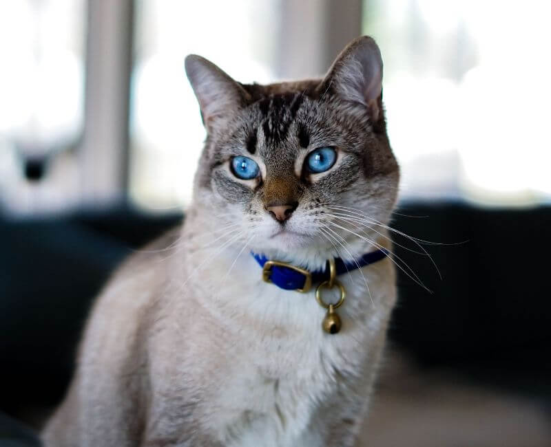 Adobe Animal Hospital Of Soquel Online Forms